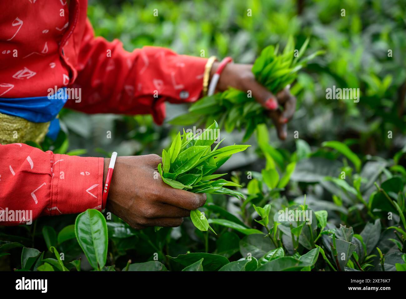 Tea Pickers, Guwahati, Assam, India, Asia Stock Photo - Alamy