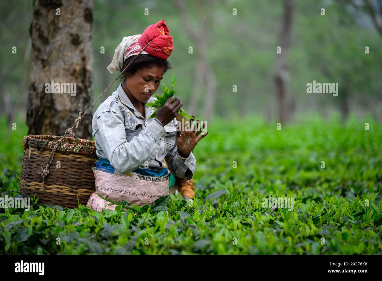Assam tea picker hi-res stock photography and images - Alamy