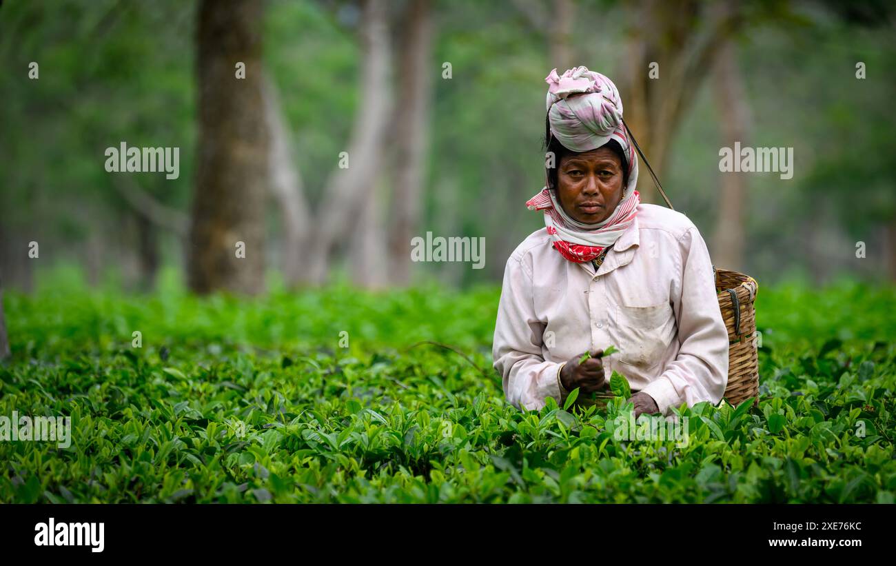 Tea Pickers, Guwahati, Assam, India, Asia Stock Photo - Alamy