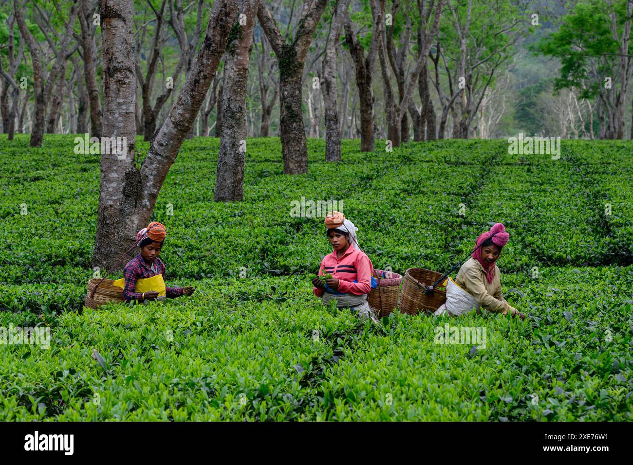 Tea Pickers, Guwahati, Assam, India, Asia Stock Photo - Alamy
