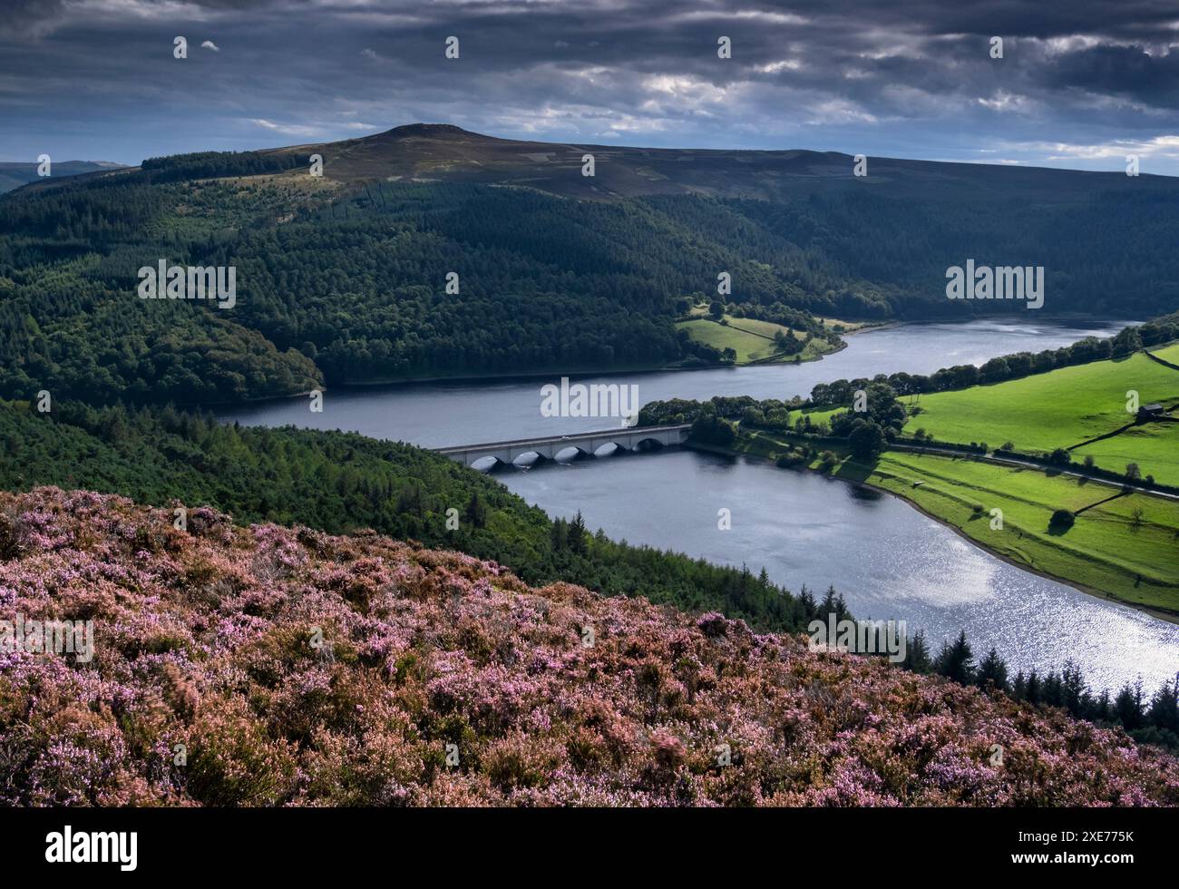 Ladybower Reservoir and Win Hill in summer from heather clad Derwent ...