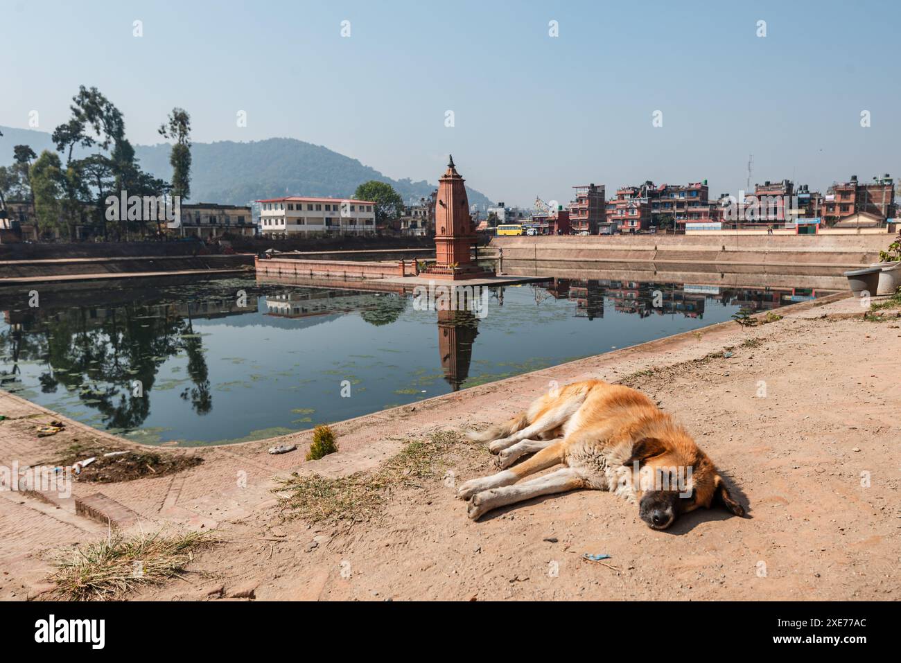 Sleeping dog in front in front of Bhajya Pukhu in Bhaktapur, Nepal ...