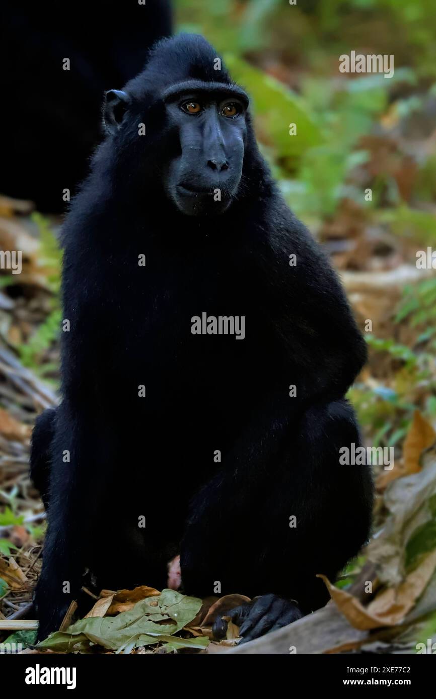 Crested black macaque Macaca nigra a native ape-like monkey with ...