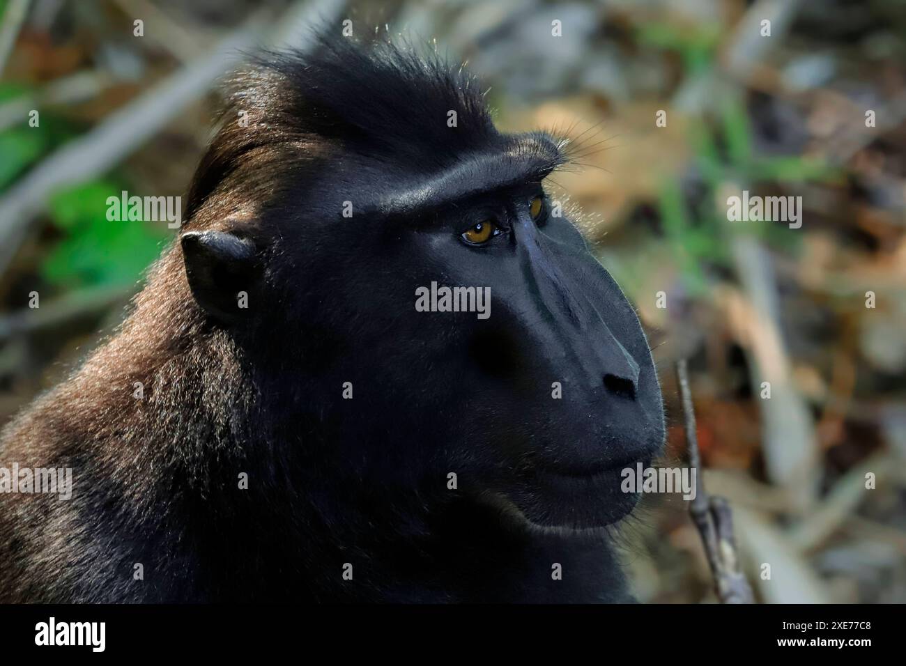 Crested black macaque Macaca nigra a native ape-like monkey with ...