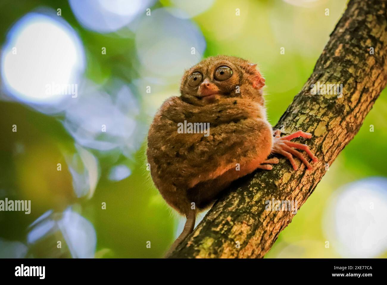 Spectral Tarsier Tarsius tarsier one of the smallest primates, now ...