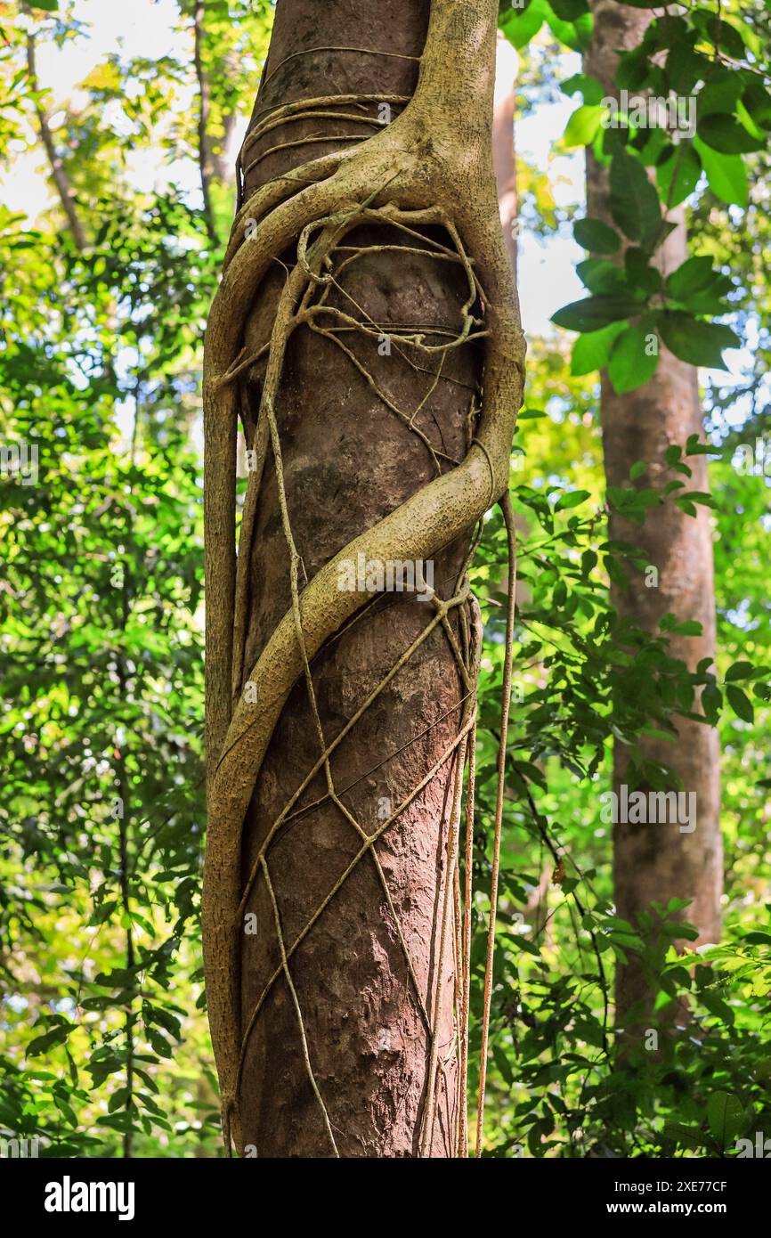 Parasitic strangling fig Ficus with roots around a tree, having seeded ...