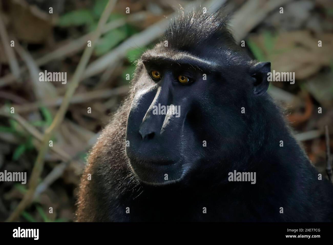 Crested black macaque Macaca nigra a native ape-like monkey with ...