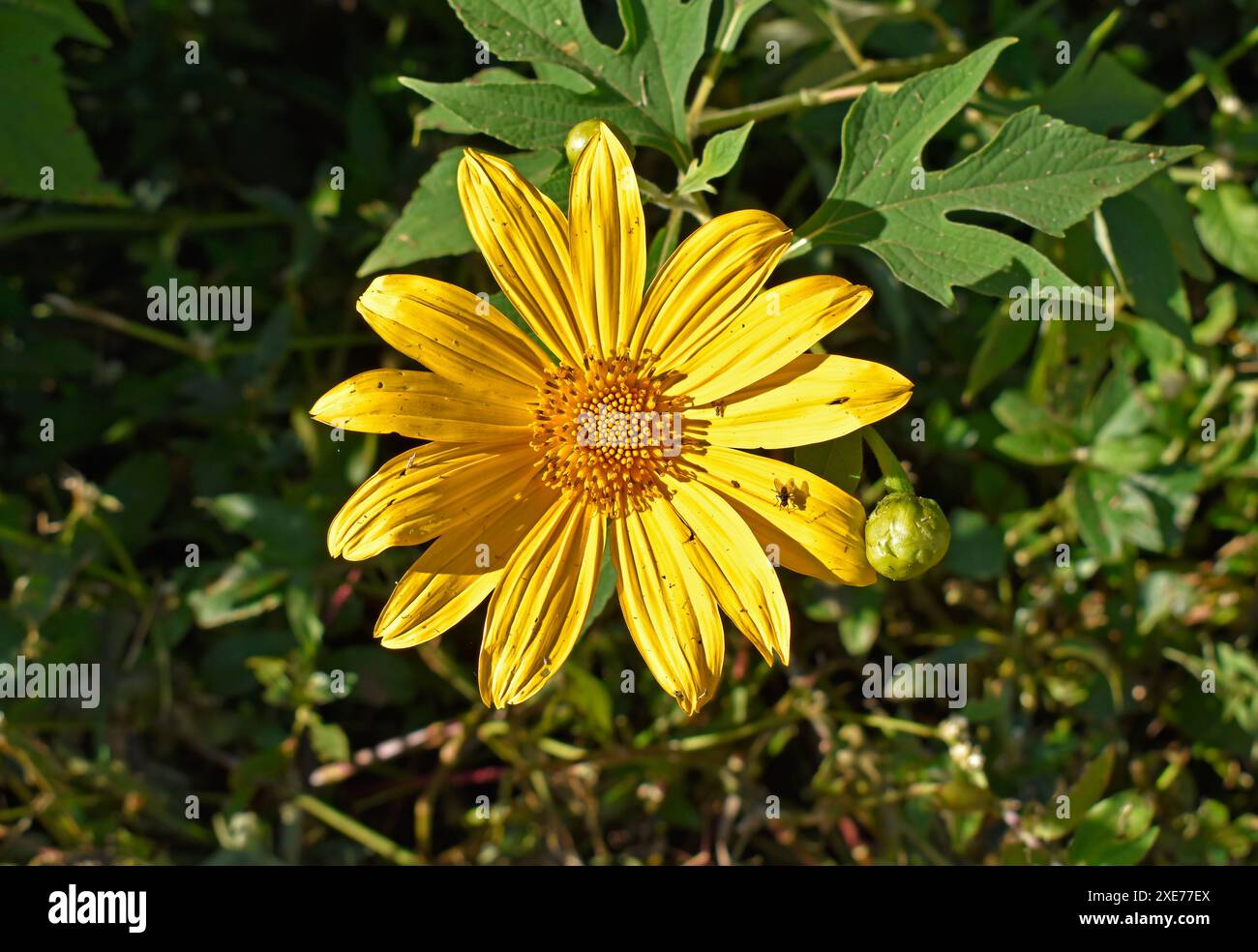 Mexican sunflower or tree marigold (Tithonia diversifolia) on garden ...