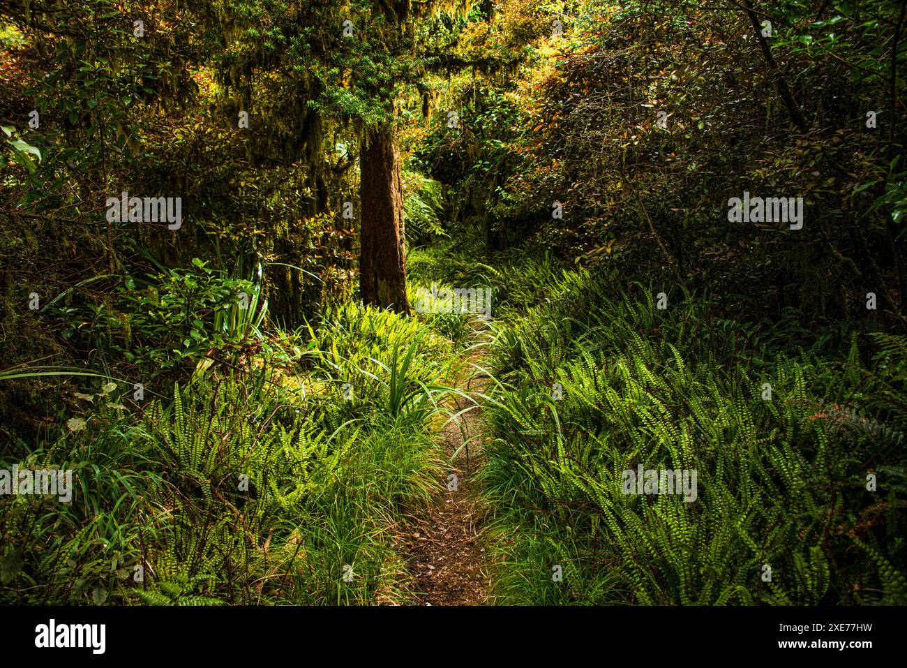Lush green untouched forest (rainforest) in the jungle of Taranaki ...