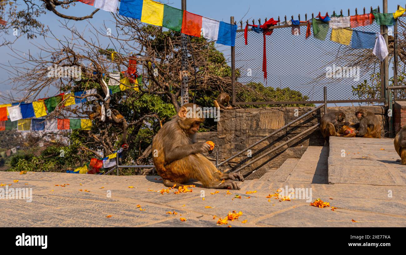 Rhesus monkey sitting on stone floor under prayer flags, looking at ...