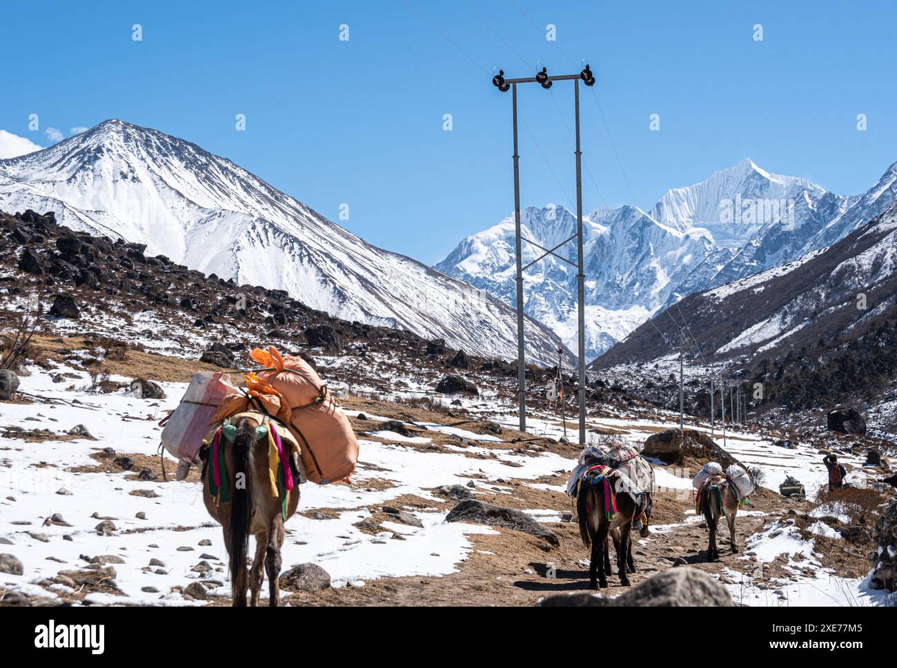 Mules carrying goods through an icy valley, near Kyanjin Gompa with ...