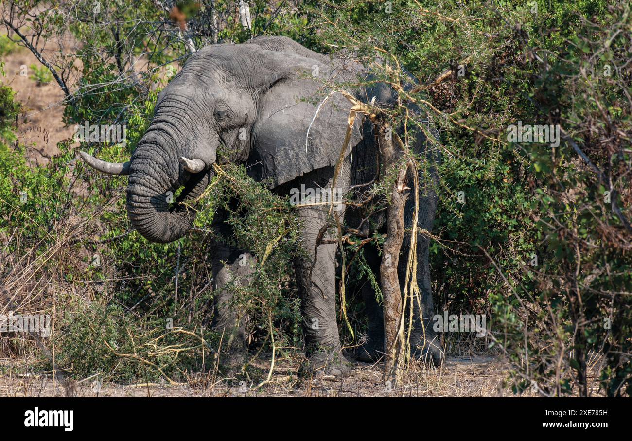 Elephant (Loxodonta africana) eating an acacia tree whose thorns can be ...