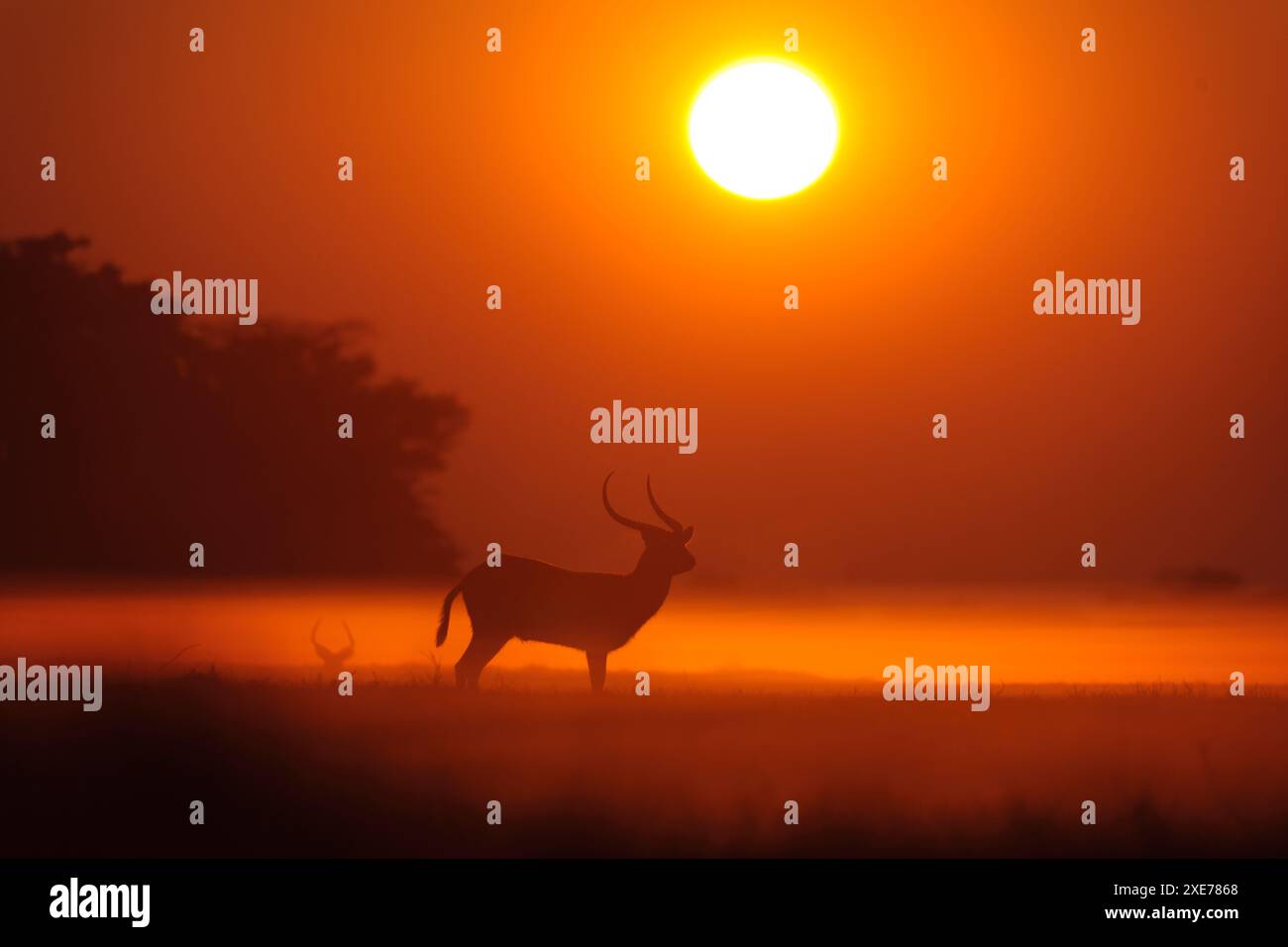 Red lechwe kafue national park hi-res stock photography and images - Alamy