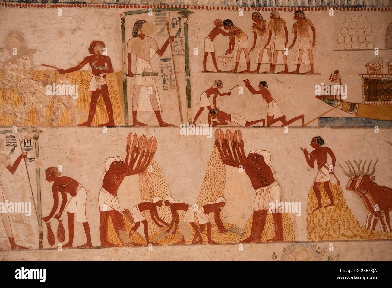 Harvesting Grain, Wall Paintings, Tomb of Menna, TT69, Tombs of the ...