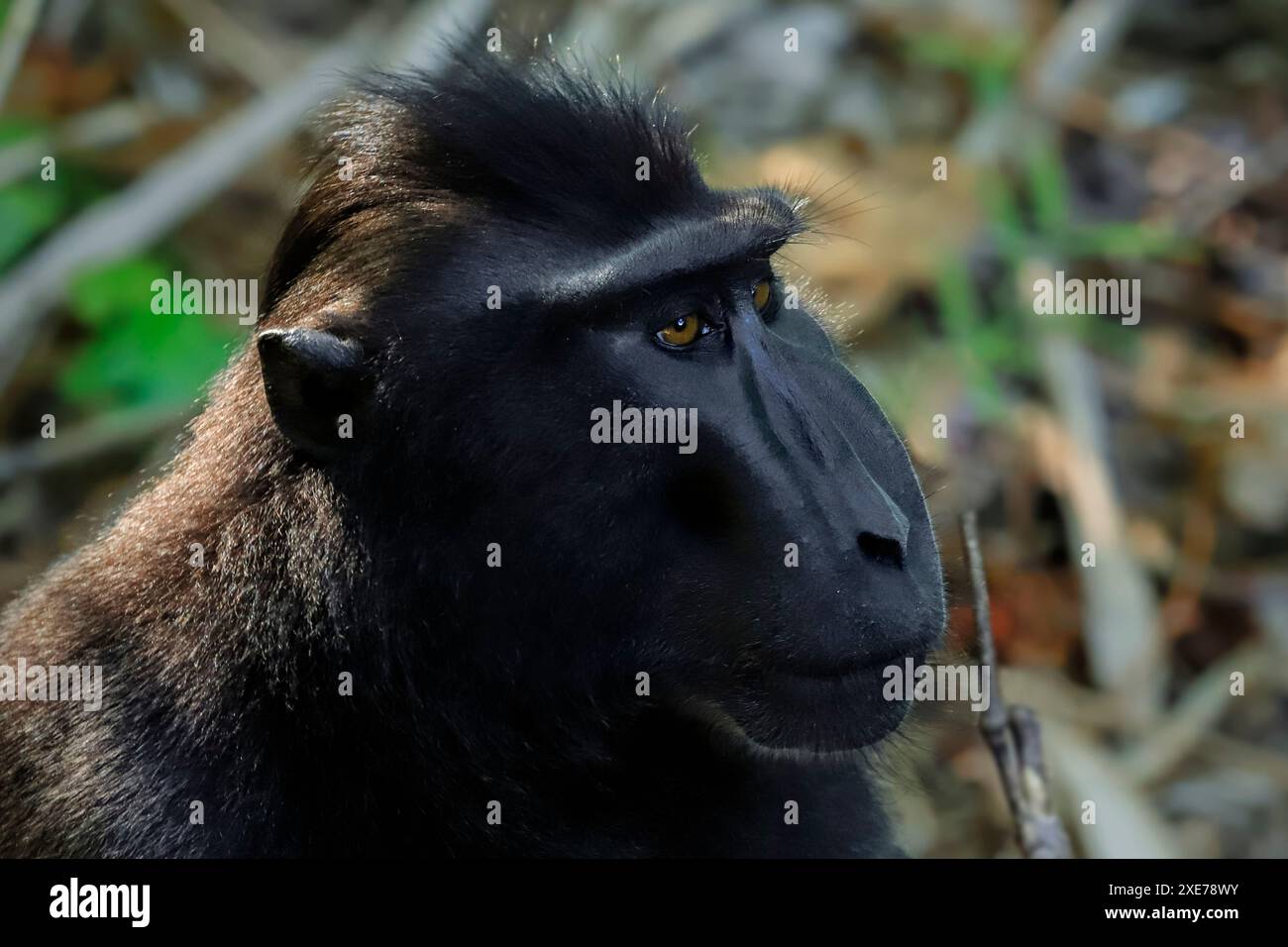 Crested black macaque (Macaca nigra) a native ape-like monkey with ...