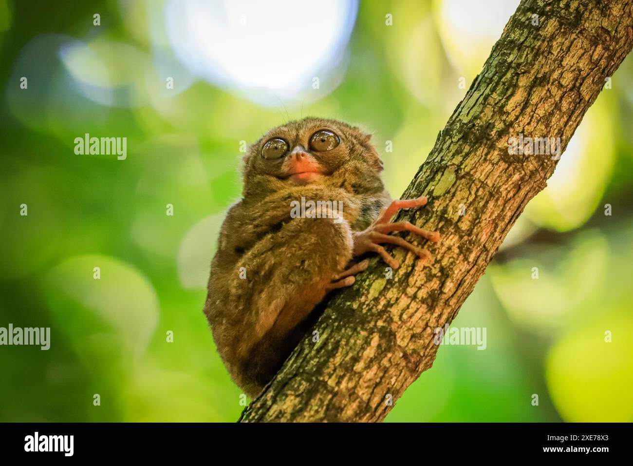 Spectral Tarsier (Tarsius tarsier) one of the smallest primates ...