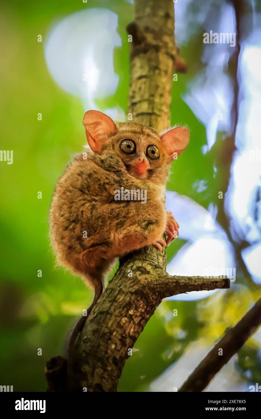 Spectral Tarsier (Tarsius tarsier) one of the smallest primates ...