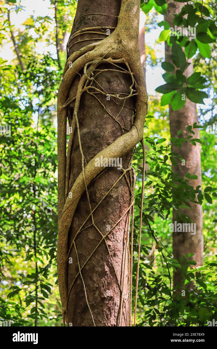 Parasitic strangling fig hi-res stock photography and images - Alamy