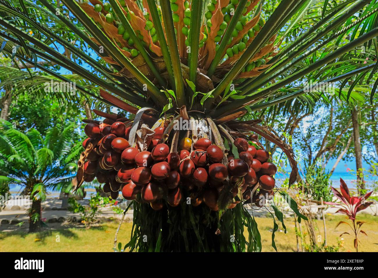 Wodyetia bifurcata (Foxtail palm), a popular species originally from ...