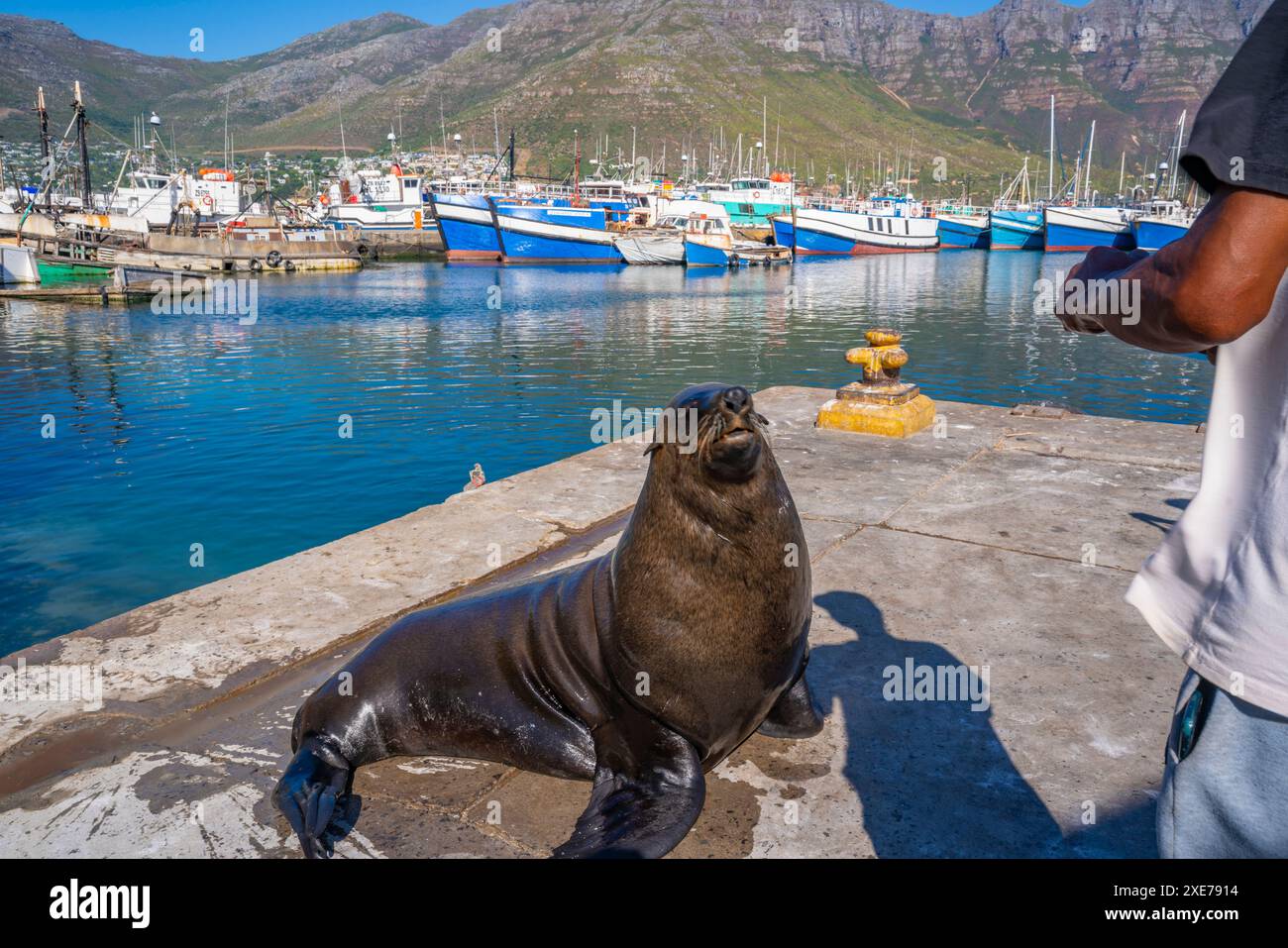 View of Cape fur seal (Arctocephalus pusillus pusillus) in Hout Bay ...
