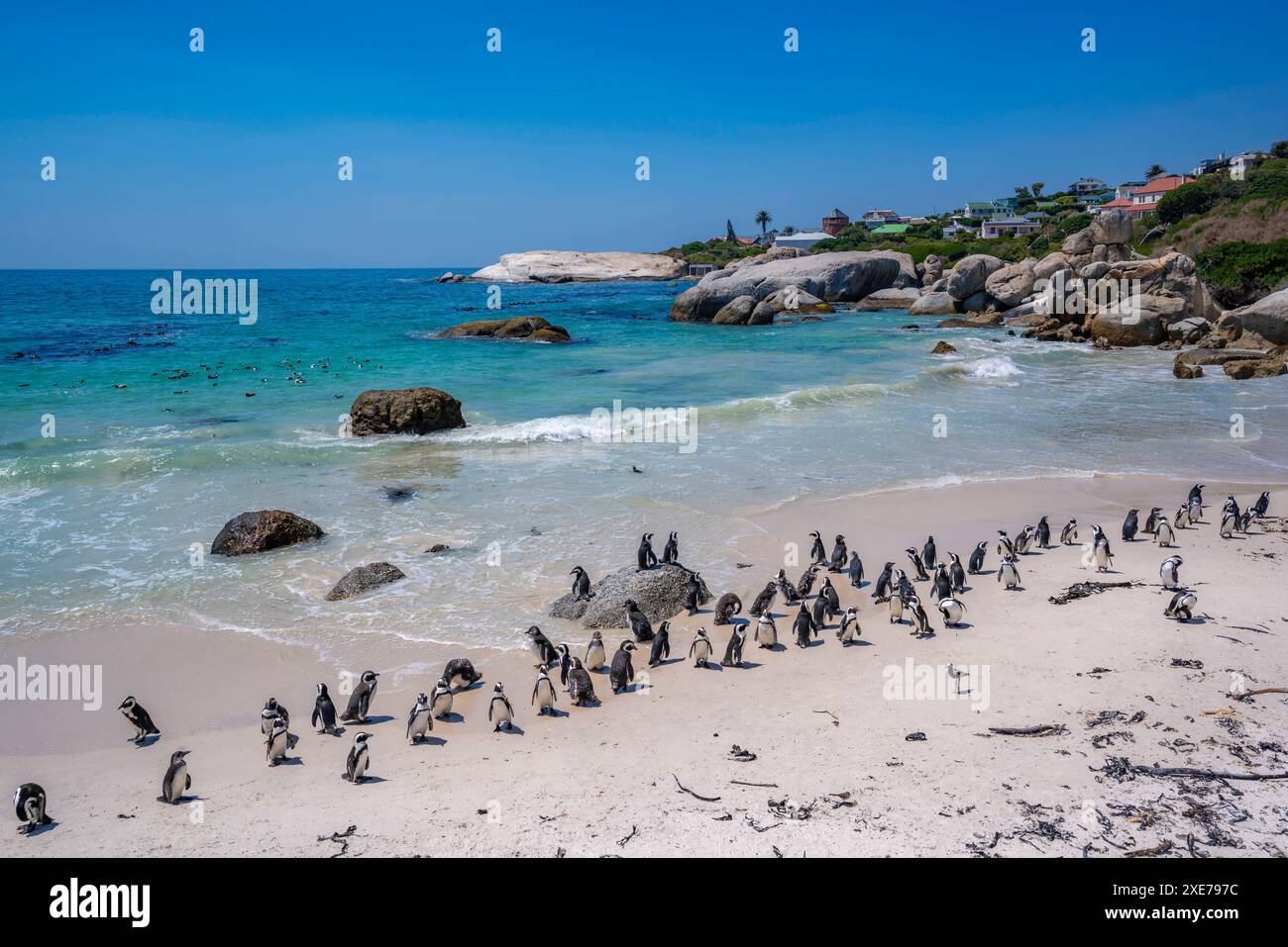 View of African penguins on Boulders Beach, Seaforth, Table Mountain ...