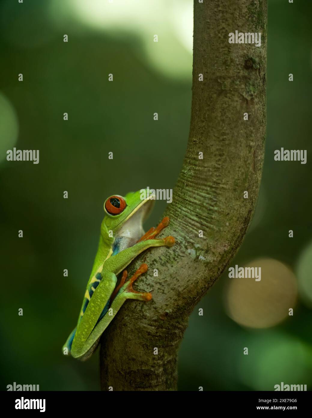 Red-eyed tree frog (Agalychnis callidryas), Sarapiqui, Costa Rica ...