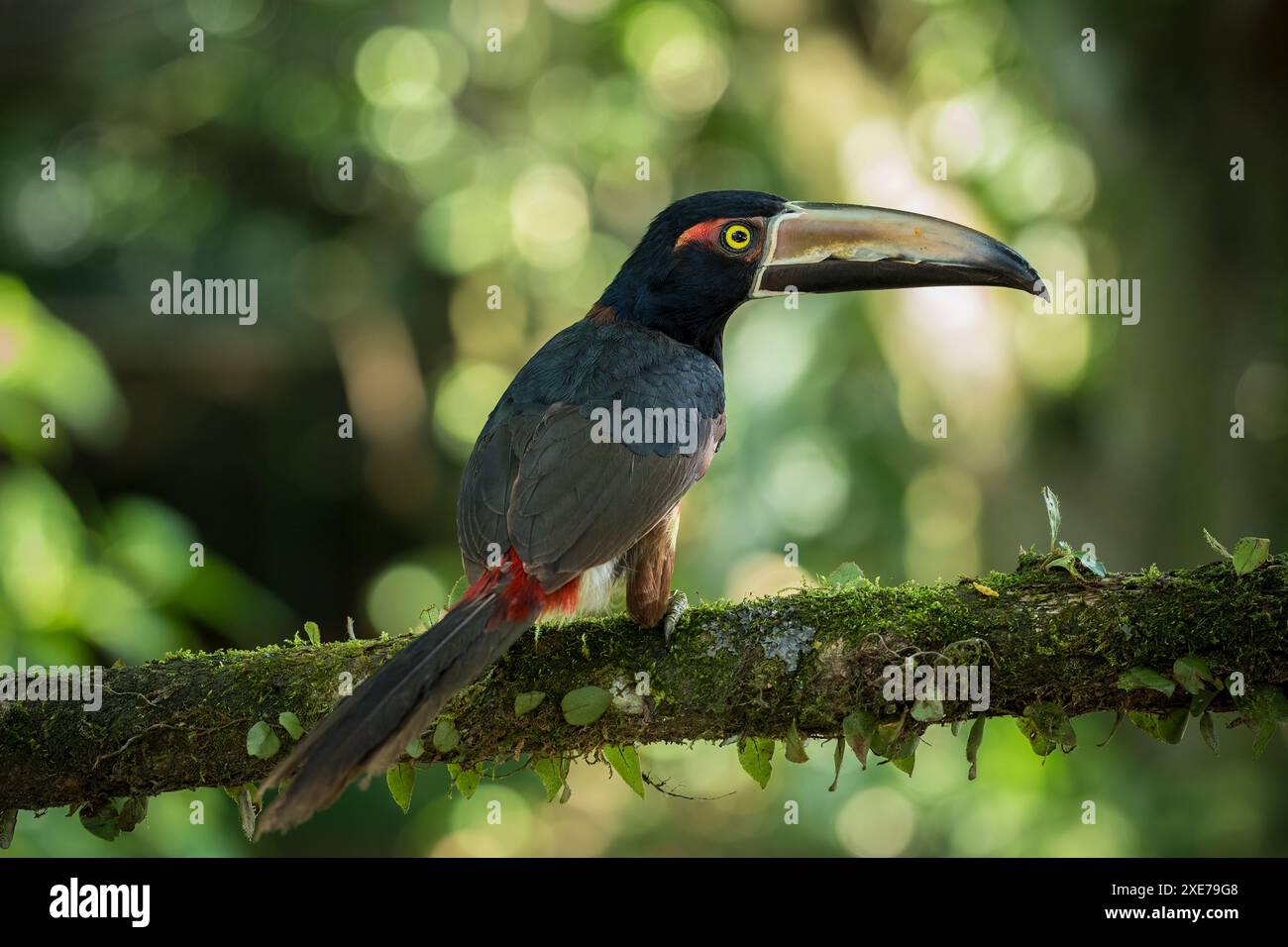 Costa rica toucan bird hi-res stock photography and images - Alamy