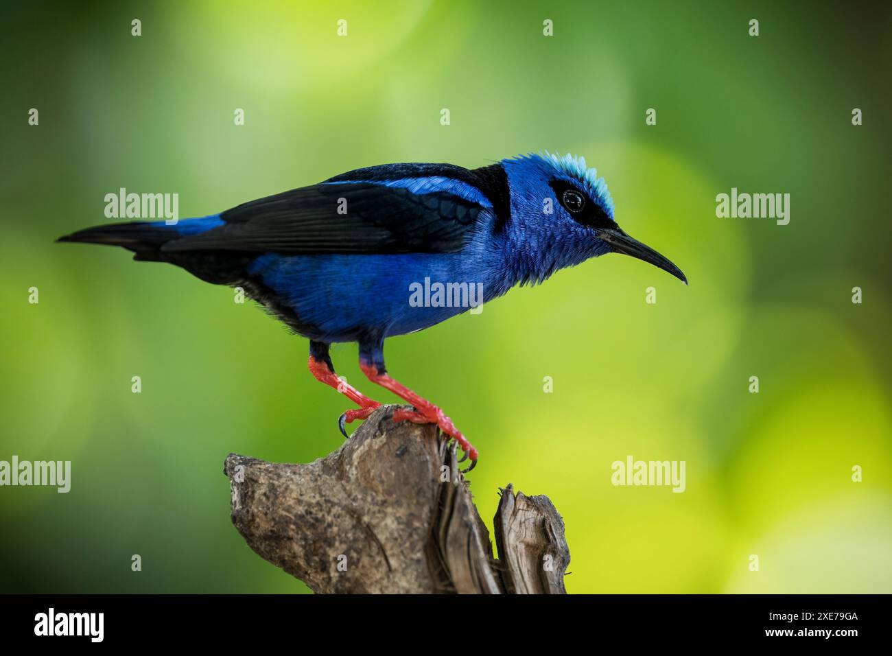 Red legged honeycreeper costa rica hi-res stock photography and images ...