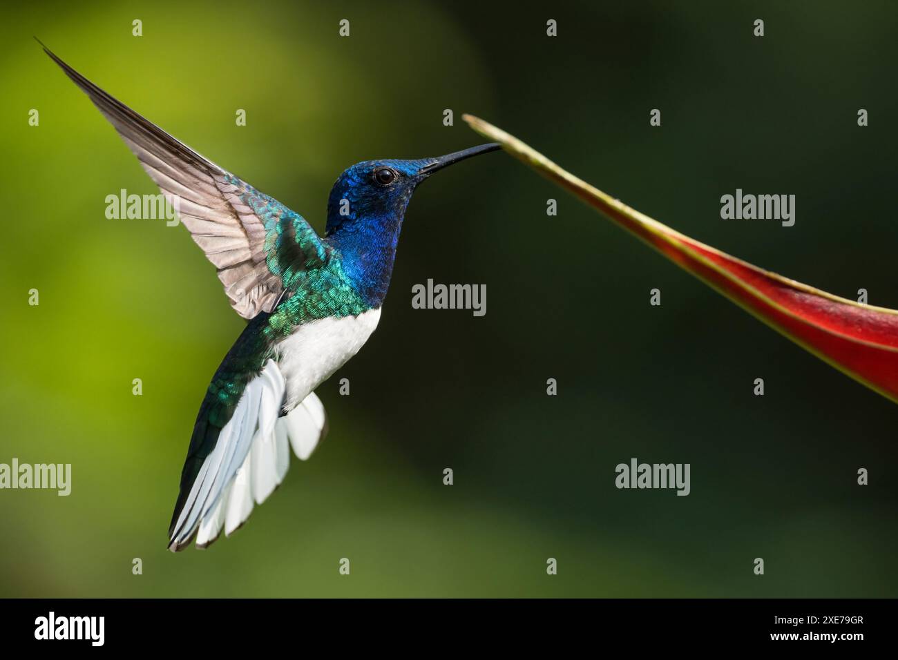 White-necked Jacobin Male Hummingbird, Lowland rainforest, Sarapiqui ...