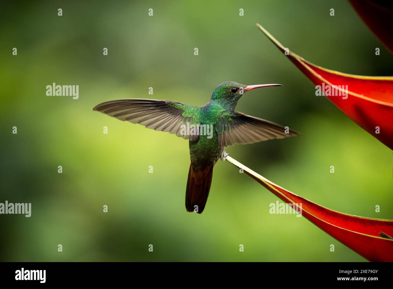 White-necked Jacobin female Hummingbird, Lowland rainforest, Sarapiqui ...
