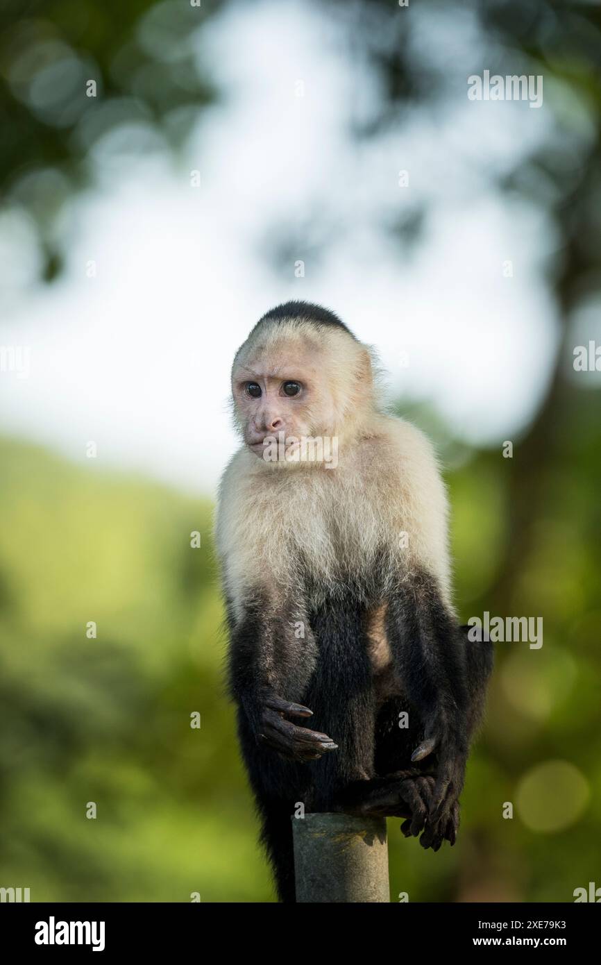 Capuchin Monkeys at Manuel Antonio Beach, Manuel Antonio National Park ...