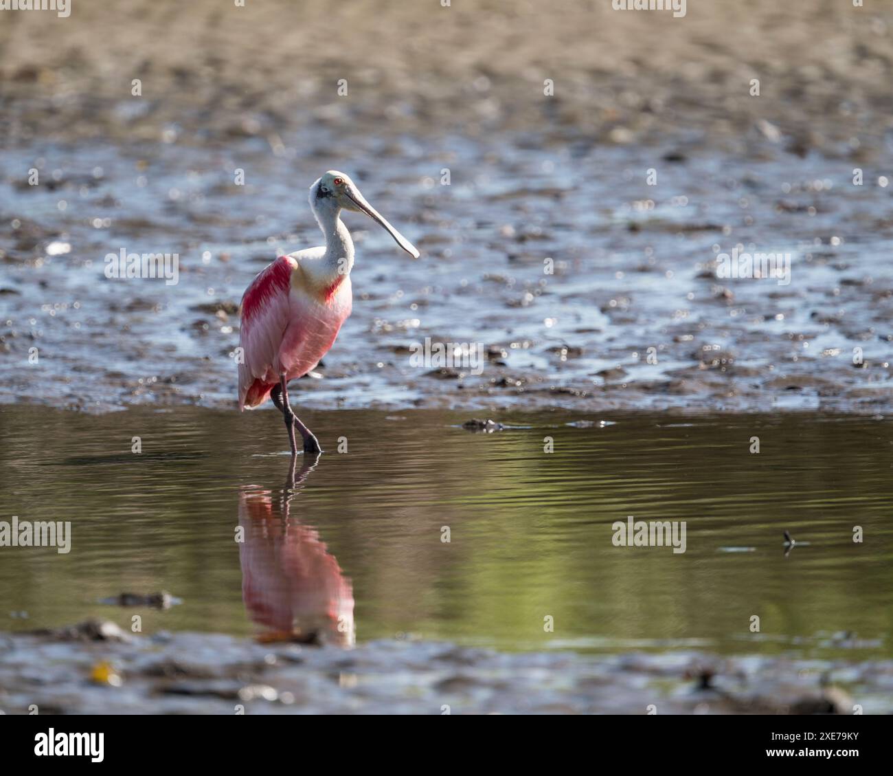 Roseate Spoonbill (Platalea ajaja), Tarcoles River, Garabito ...