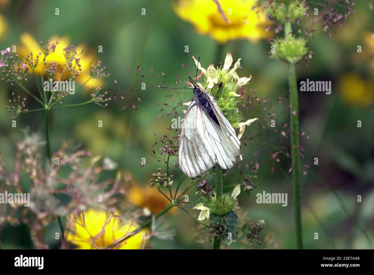 Tree white butterfly Stock Photo - Alamy
