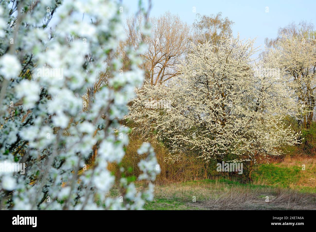 Sanctuaries, slow life, natural, lifestyle, harmony, natural, spring ...