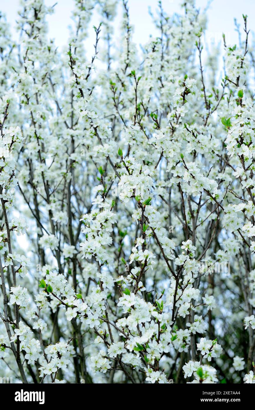 Sanctuaries, slow life, natural, lifestyle, harmony, natural, spring ...