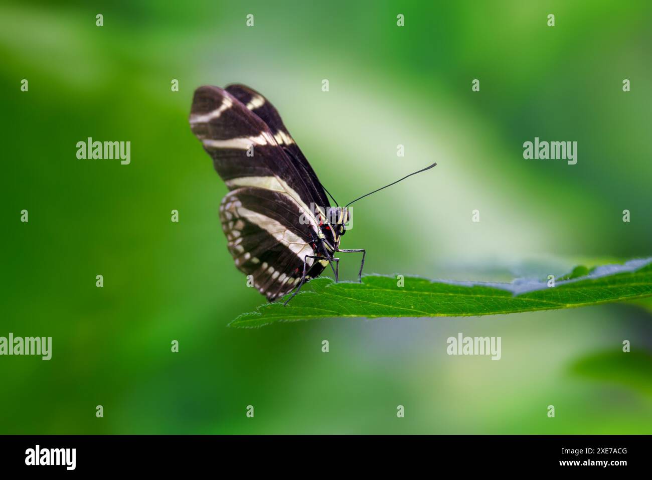 Zebra longwing butterfly, Heliconius charithonia, a species of ...