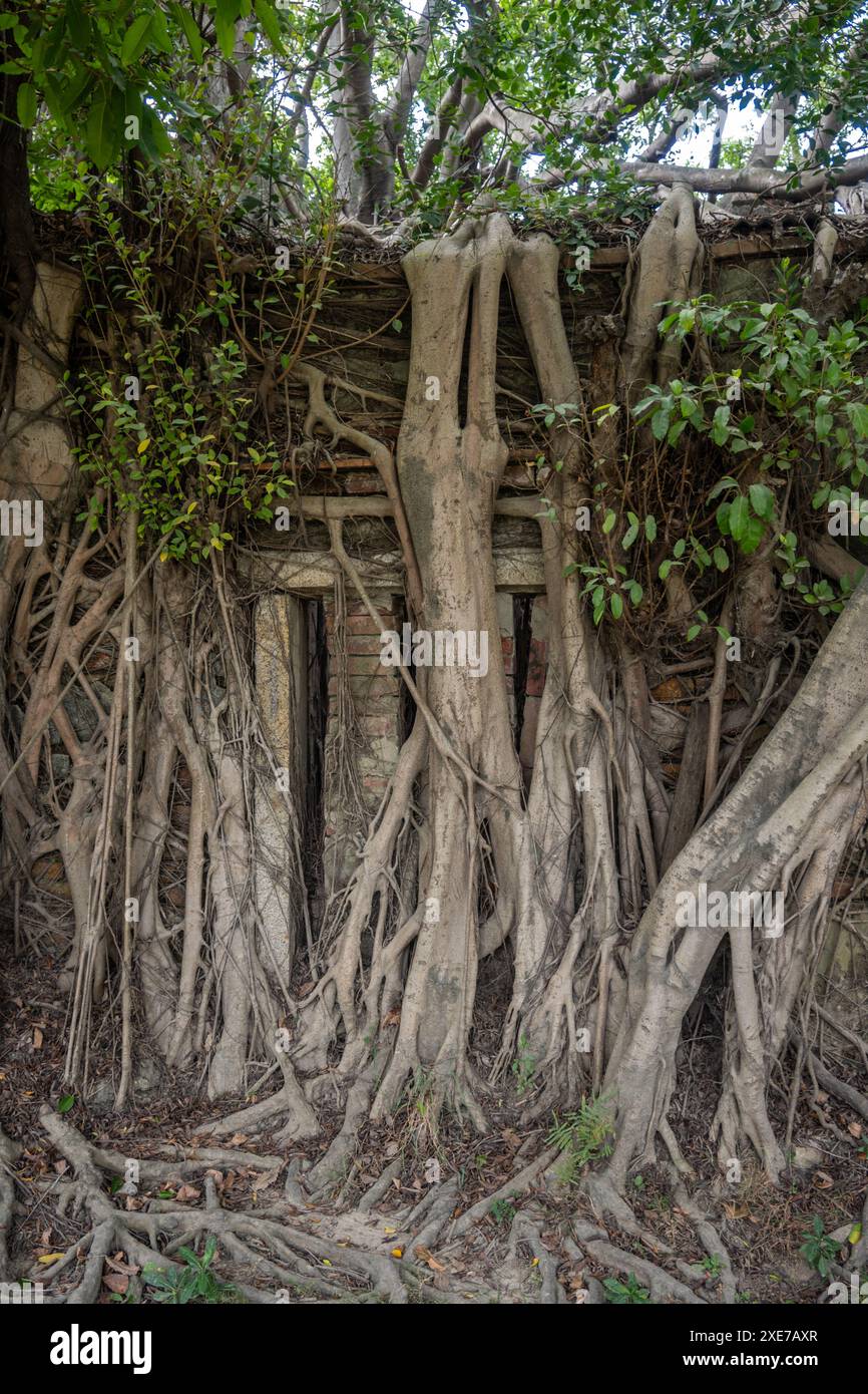 brick wall and stone window with roots growing out of it at Anping Tree ...
