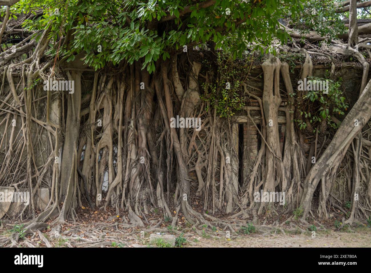 Brick wall with tree roots and window at Anping Tree House in Tainan ...
