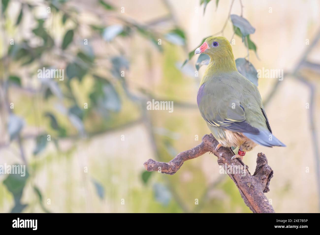 African green pigeon Treron calvus Stock Photo - Alamy