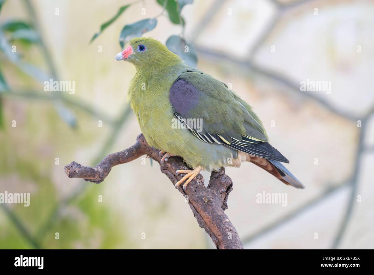 African green pigeon Treron calvus Stock Photo - Alamy