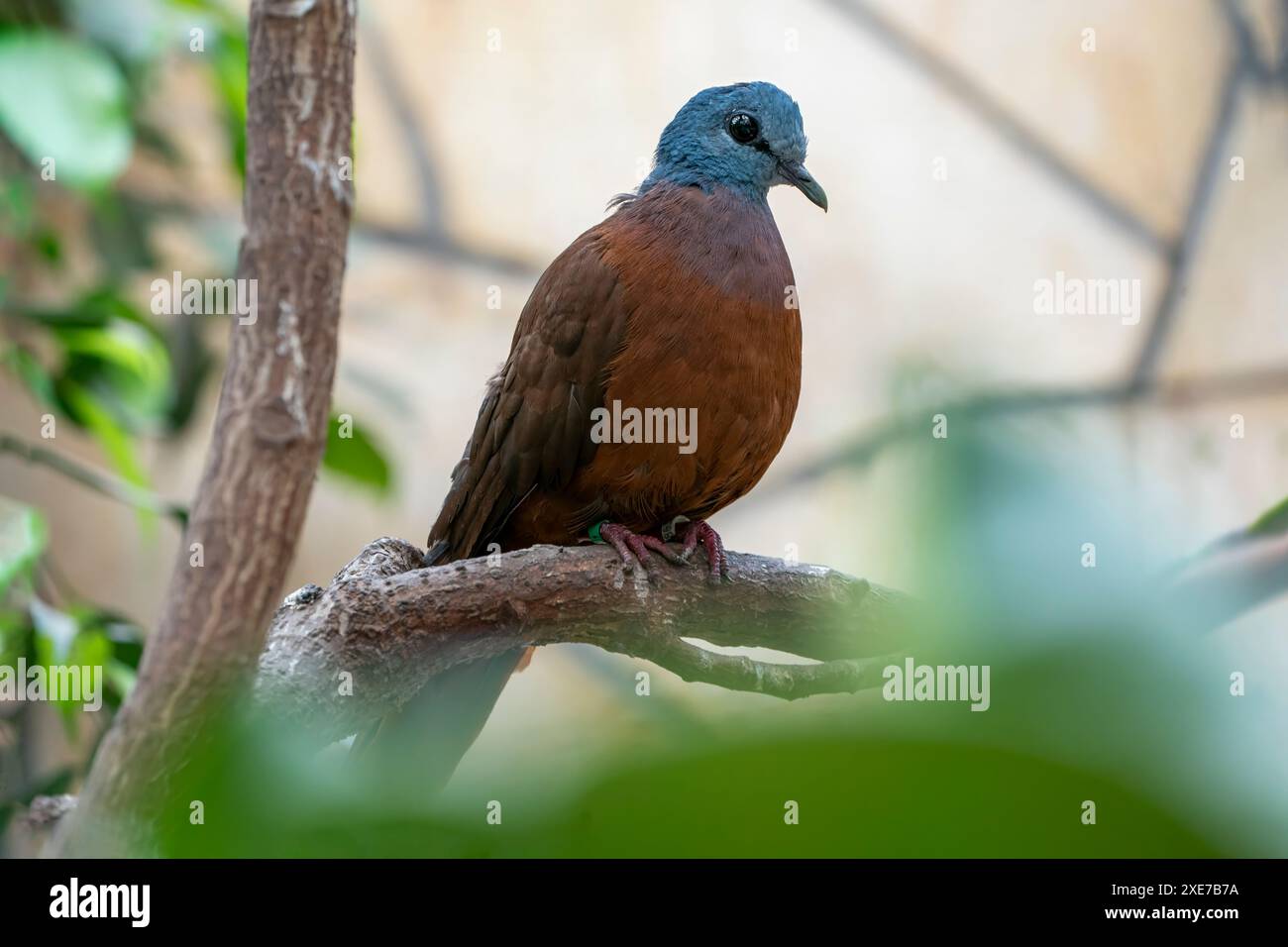 Dove blue hi-res stock photography and images - Alamy