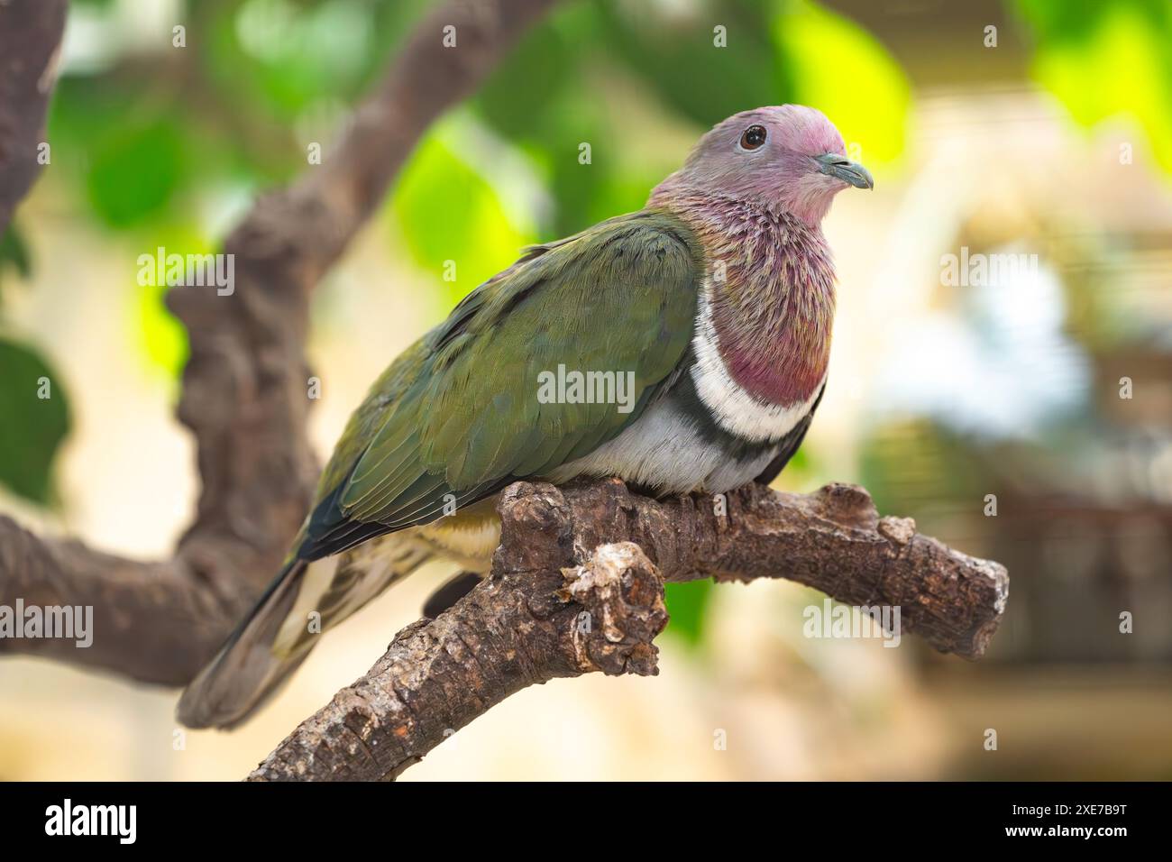 Ptilinopus porphyreus hi-res stock photography and images - Alamy