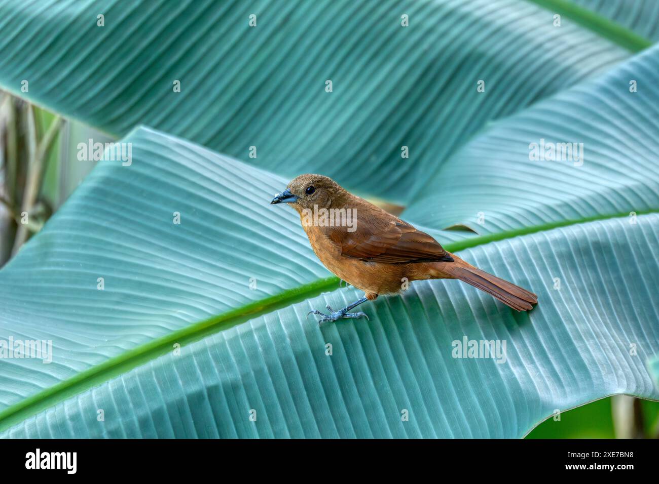 White-lined tanager (Tachyphonus rufus) female, Minca, Sierra Nevada de ...