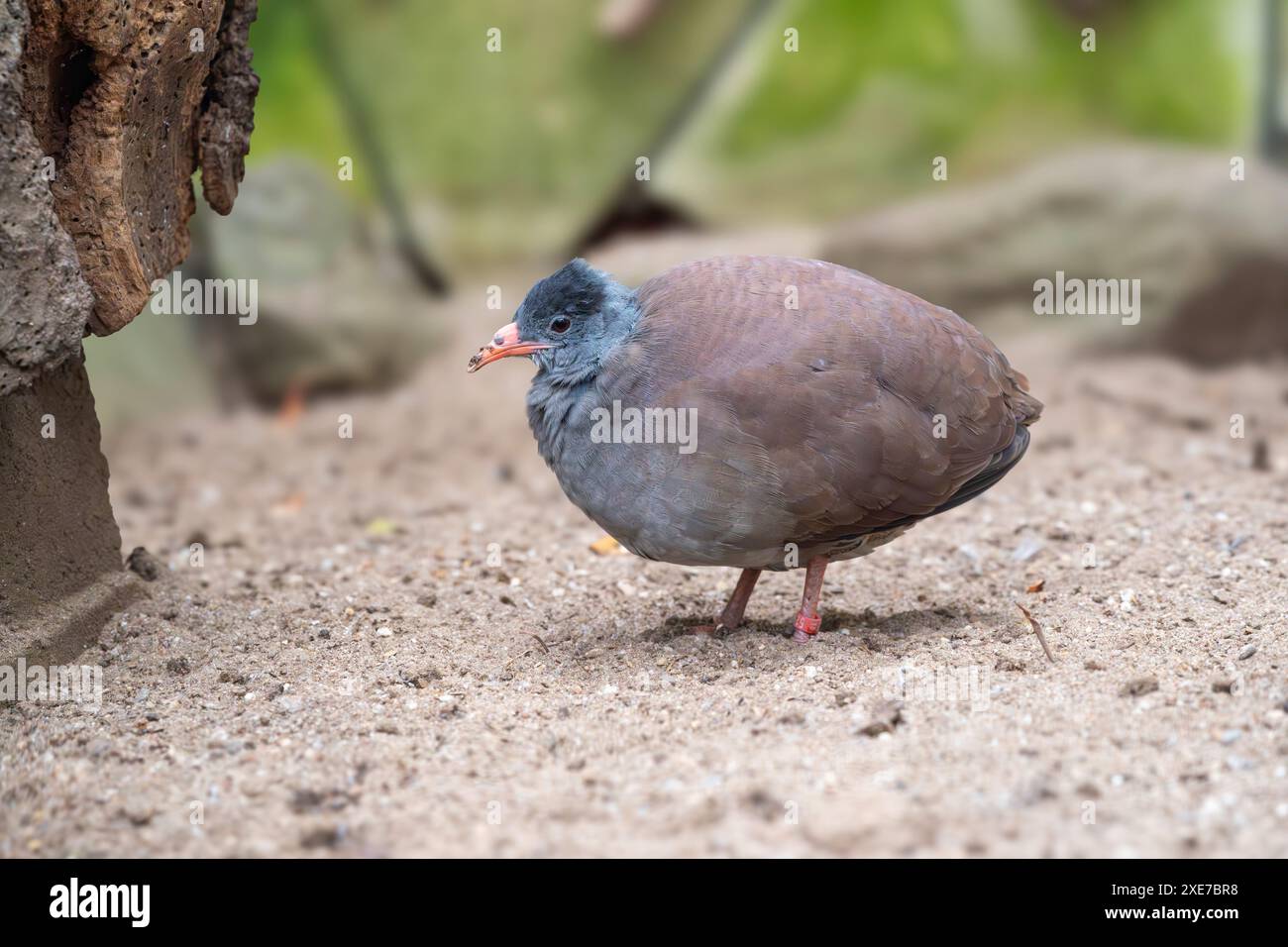 Tataupa hi-res stock photography and images - Alamy