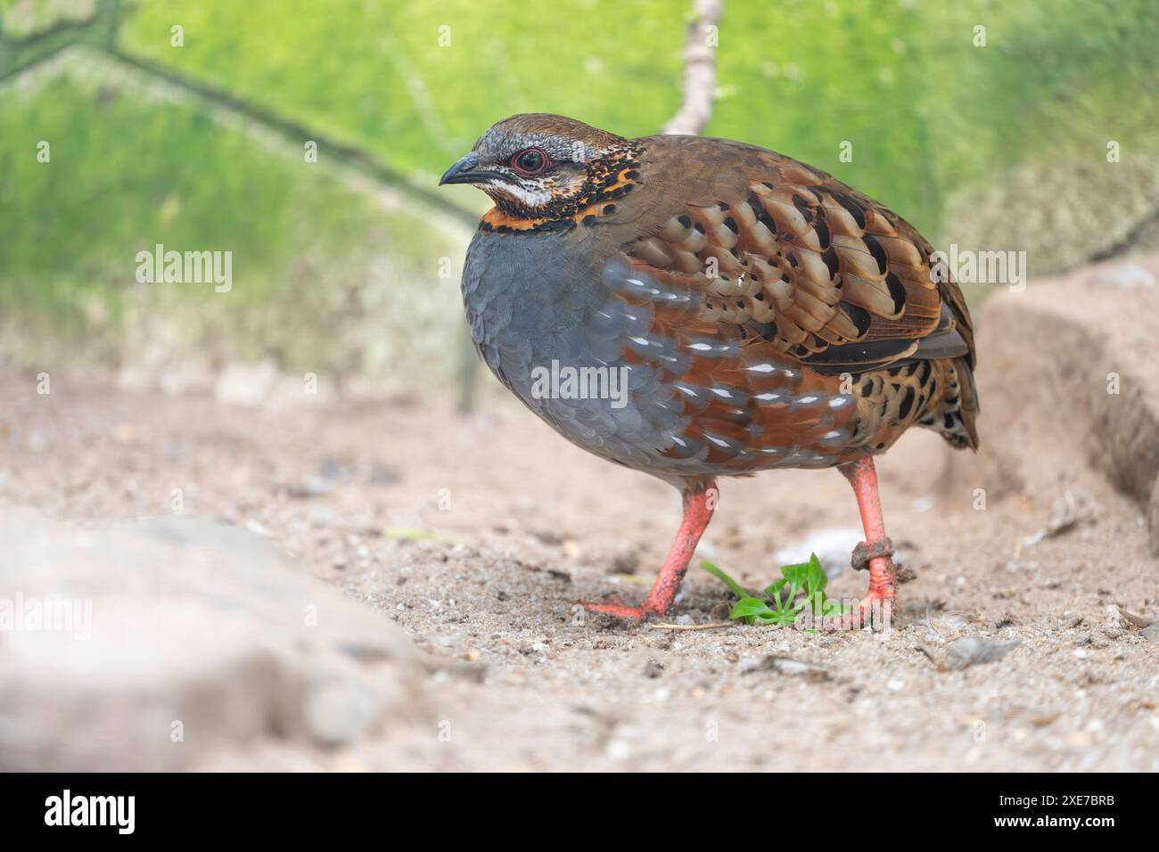 rufous-throated partridge Arborophila rufogularis Stock Photo - Alamy