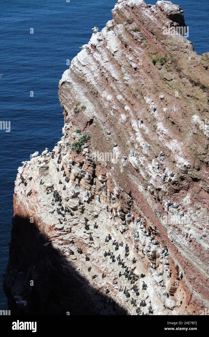 Bird colonies on cliffs of Helgoland Stock Photo - Alamy