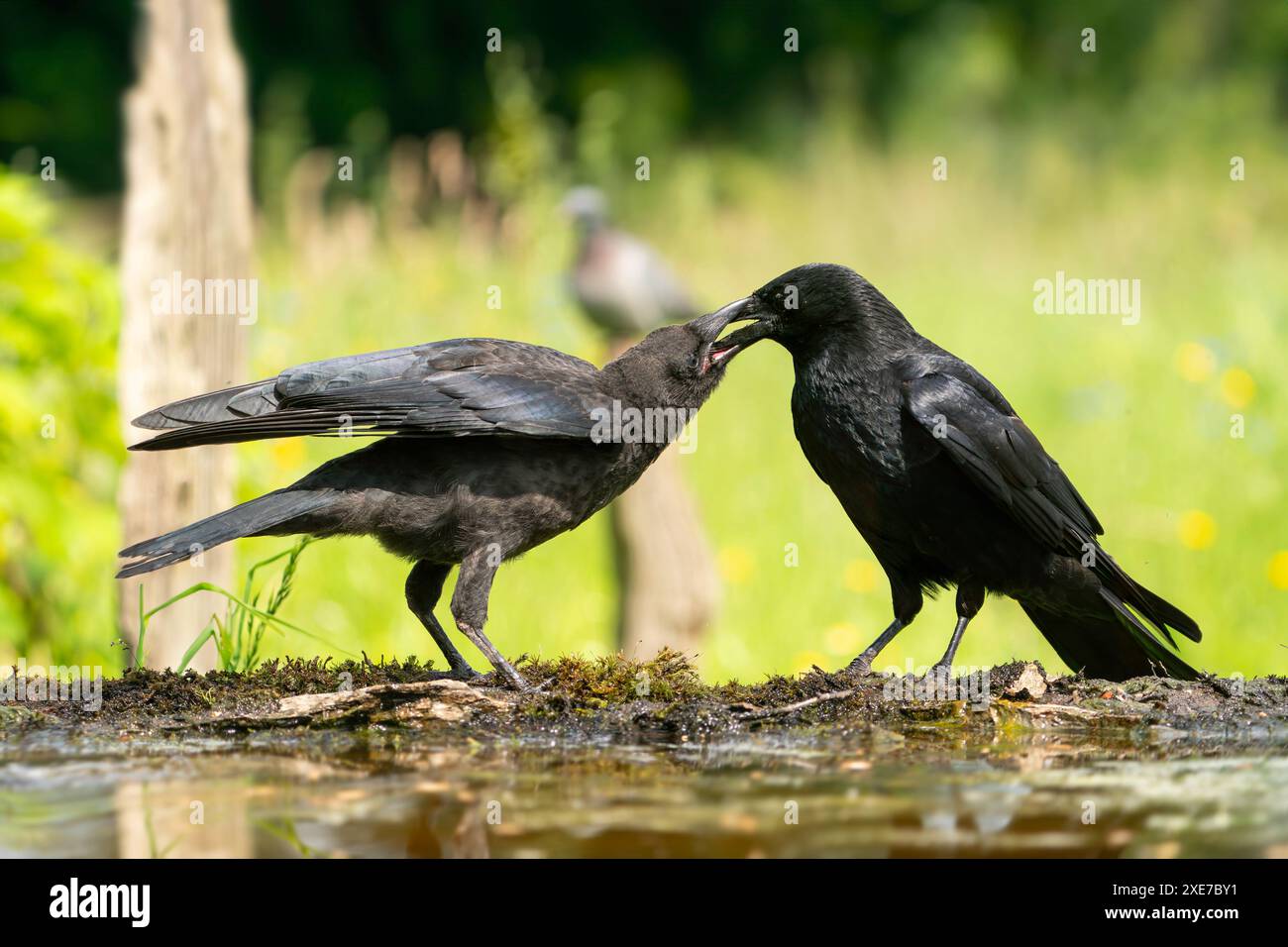 carrion crow feeding her chick Corvus coronefeeding Stock Photo - Alamy