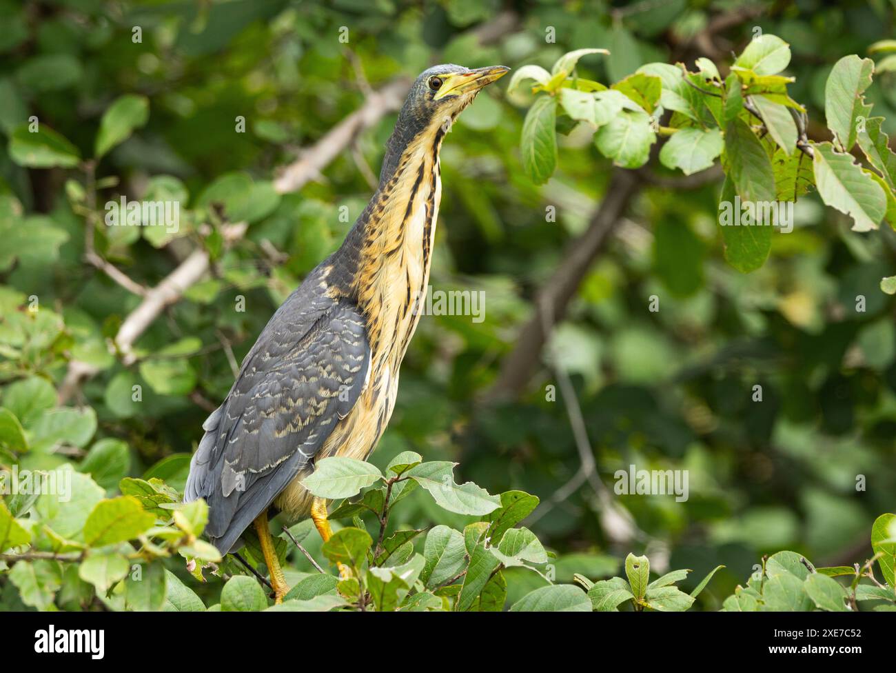 Dwarf bittern hi-res stock photography and images - Alamy