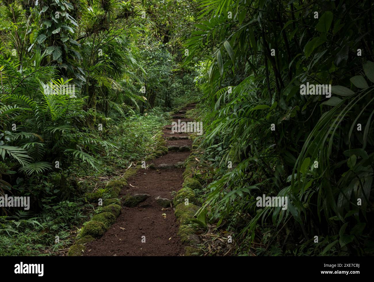 Reserva Natural Volcan Mombacho, Granada, Nicaragua, Central America ...