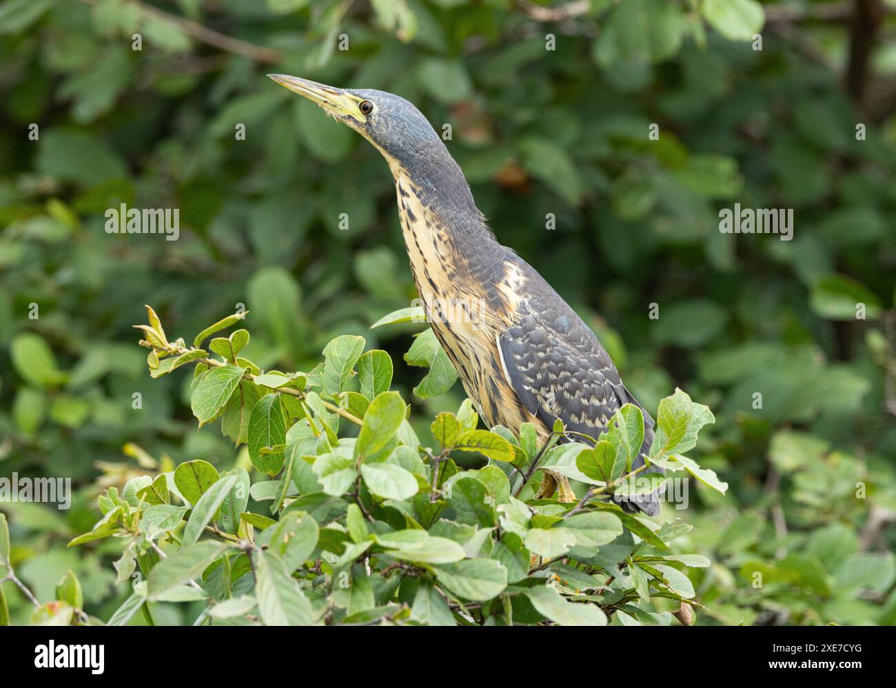 Motionless while preening hi-res stock photography and images - Alamy